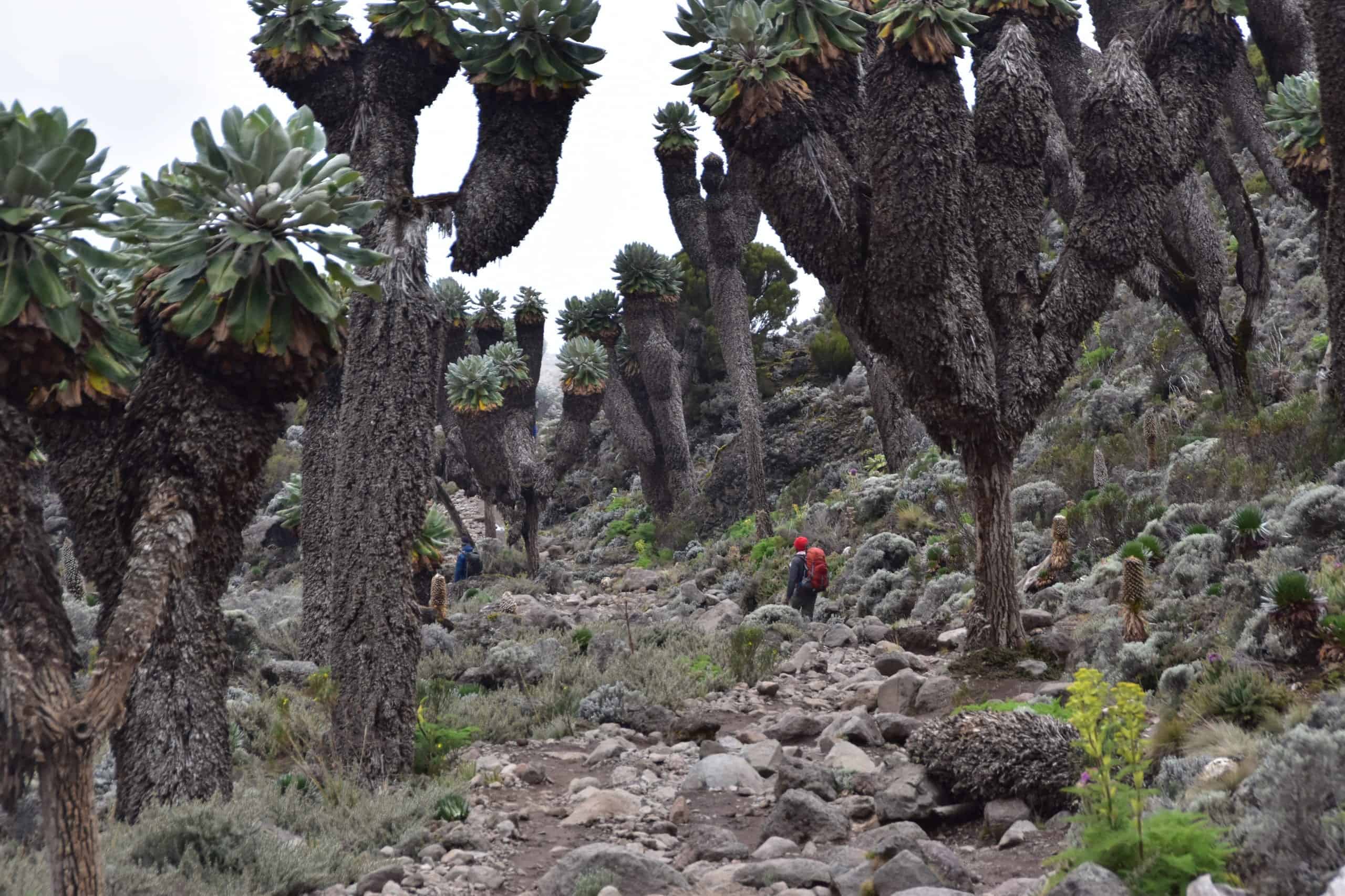 7 Days Mount Kilimanjaro Climb Umbwe Route - Nice African Adventure